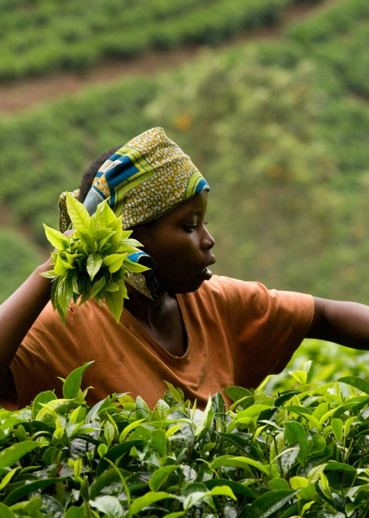 Global Tea Regions - Africa - Senok Tea Sri lanka | Senok Tea Ceylon ...